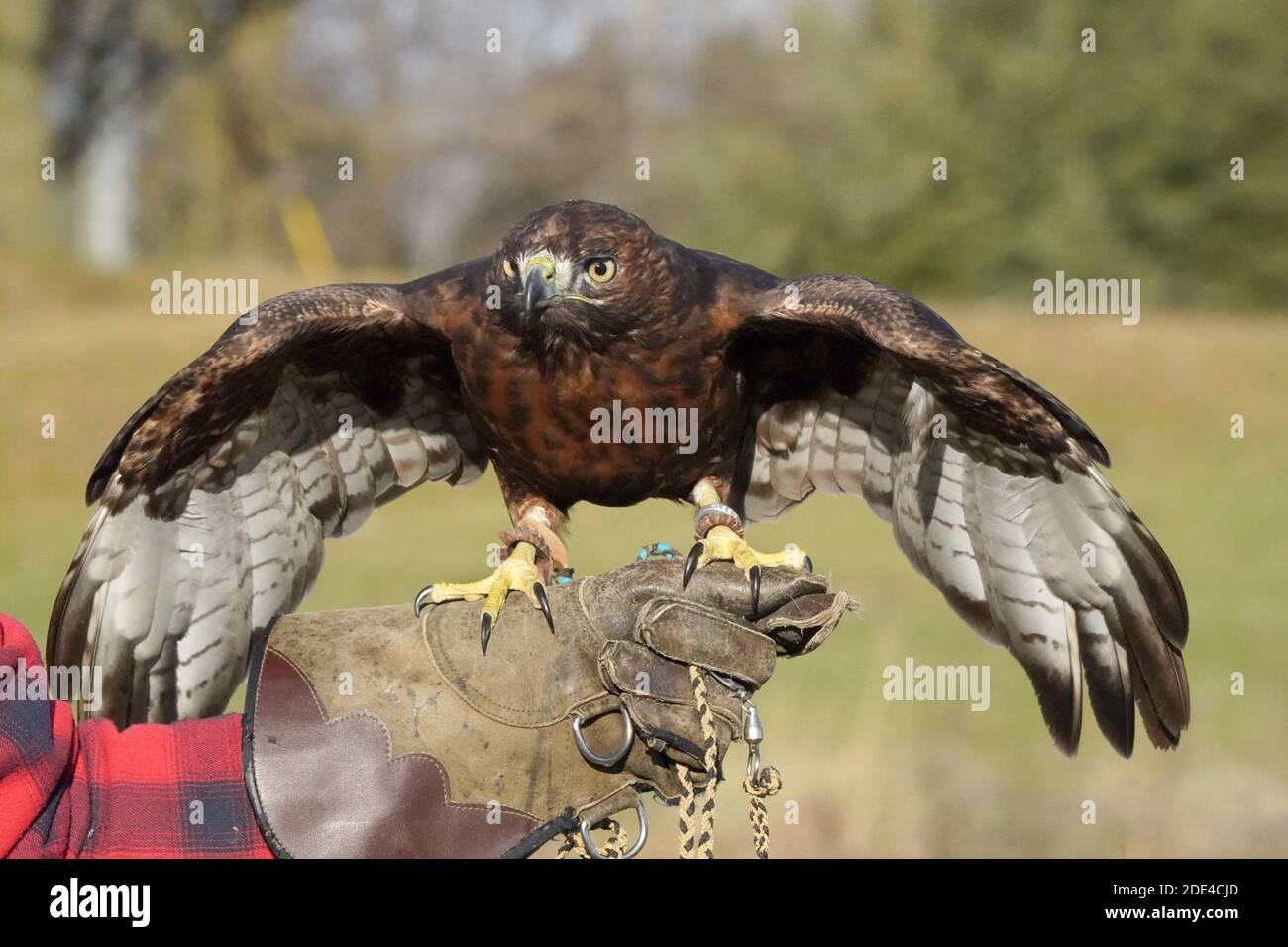 Red Tailed hawk brown morph Stock Photo - Alamy