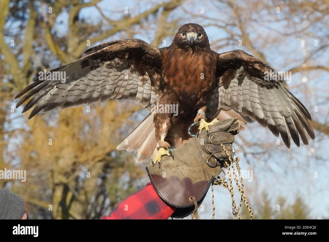 Red Tailed hawk brown morph Stock Photo - Alamy