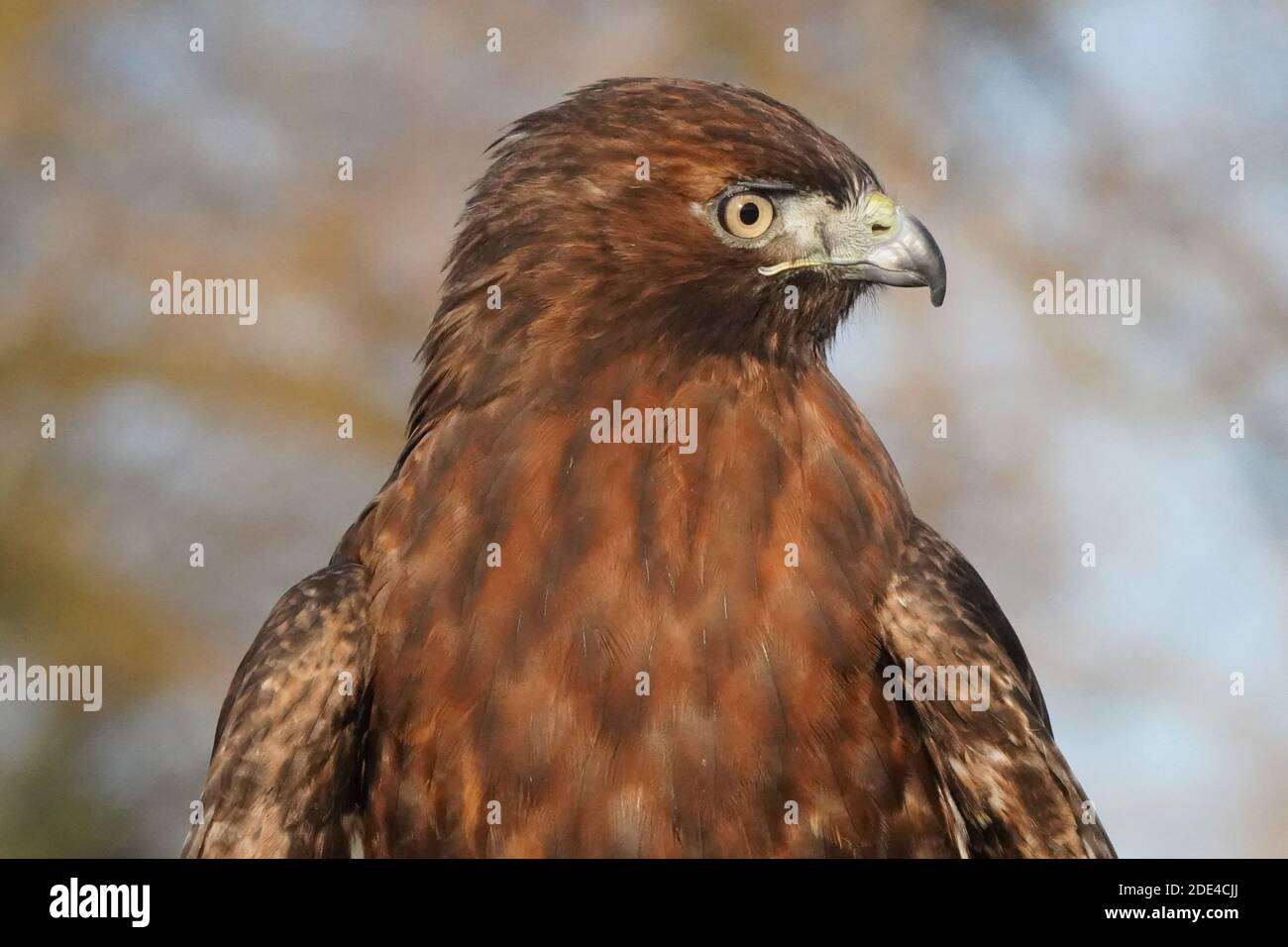 Red Tailed hawk brown morph Stock Photo - Alamy