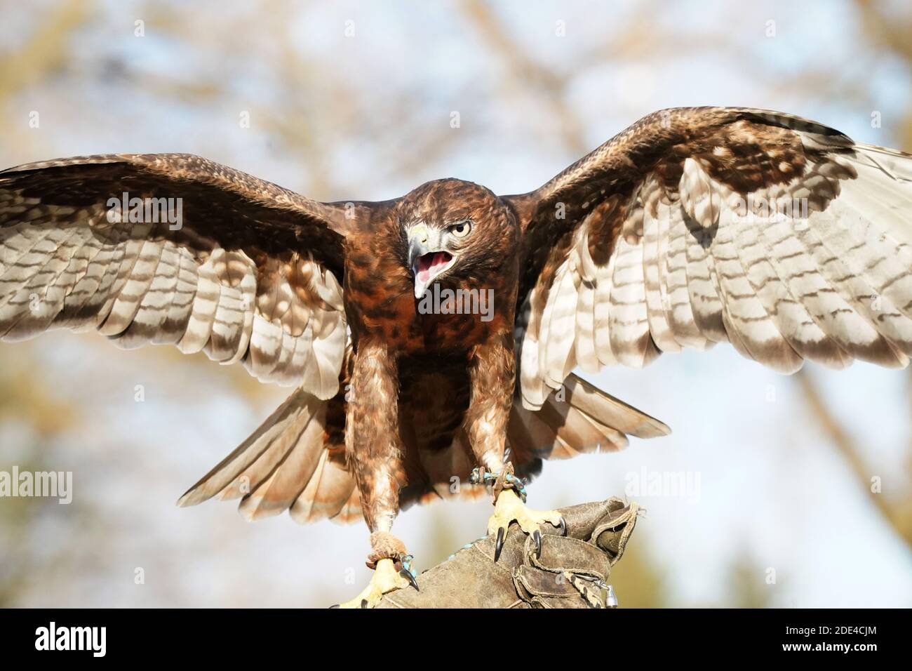 Red Tailed hawk brown morph Stock Photo - Alamy