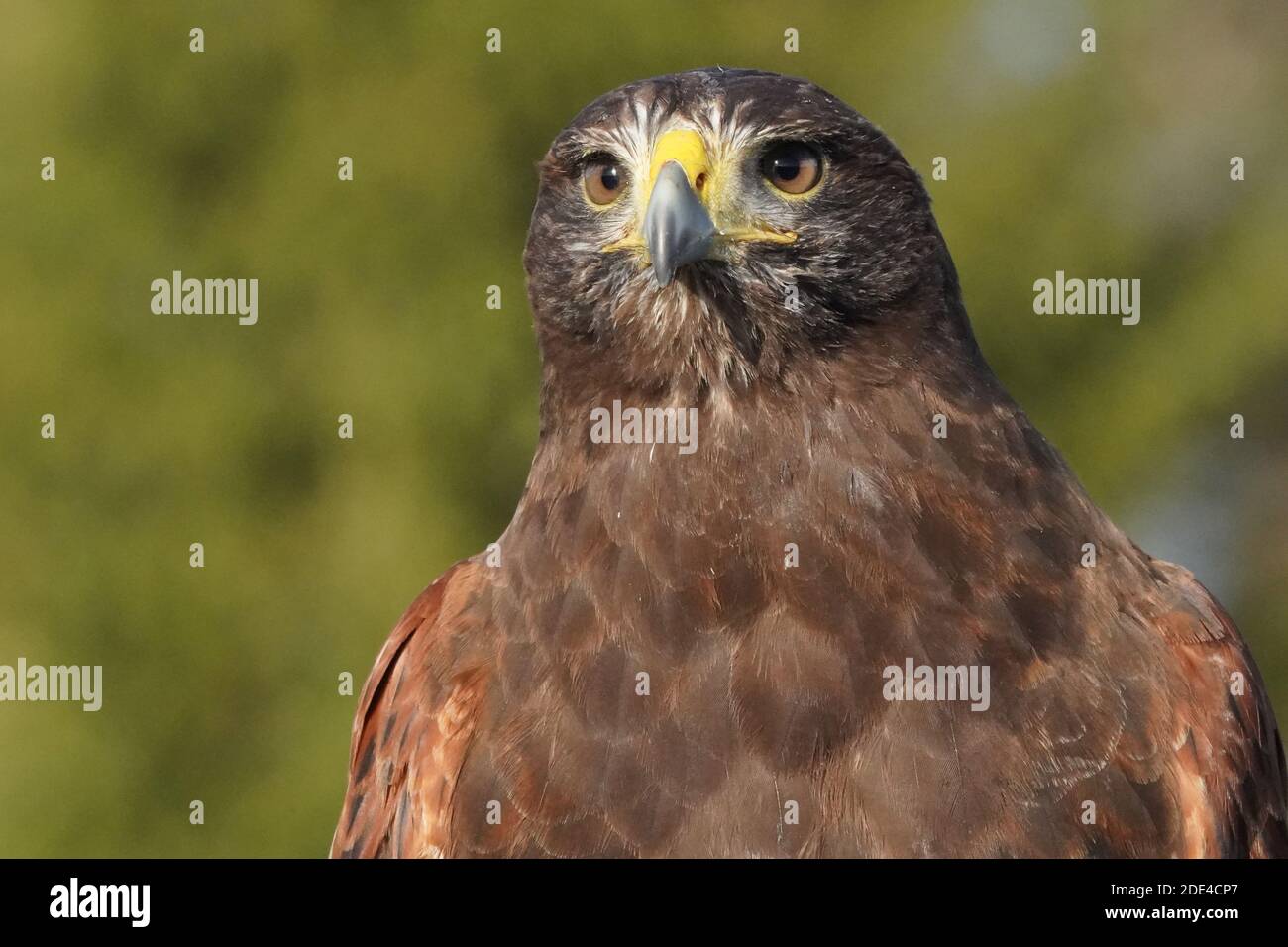 Harris Hawk taking off landing and flying Stock Photo - Alamy