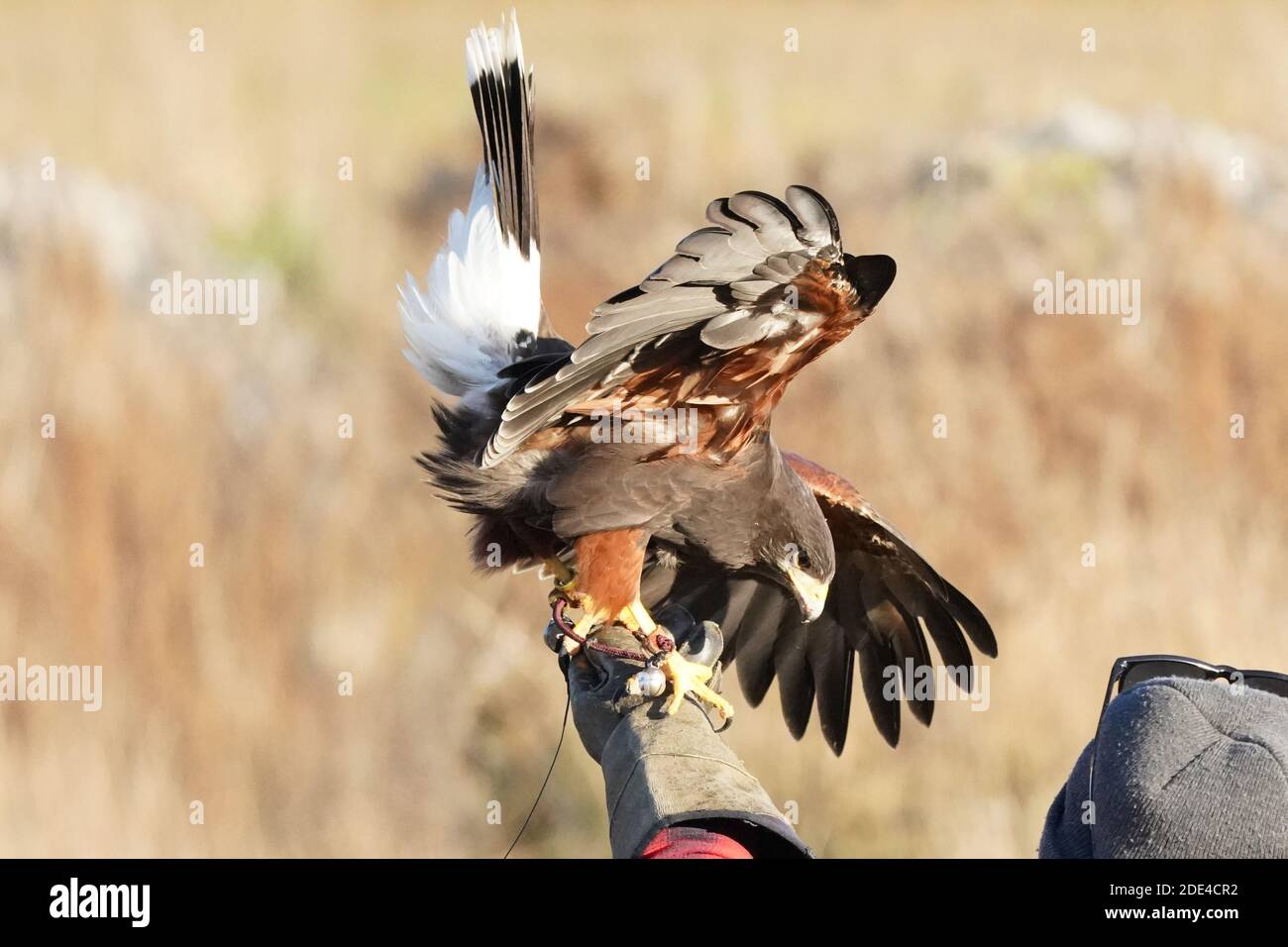 Harris Hawk taking off landing and flying Stock Photo - Alamy