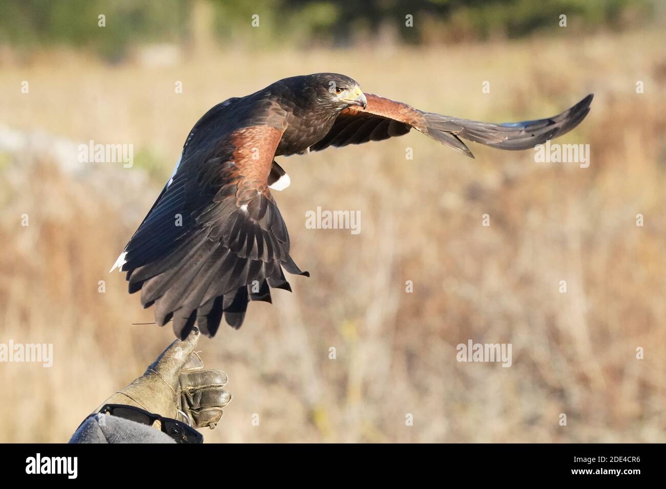 Harris Hawk taking off landing and flying Stock Photo - Alamy