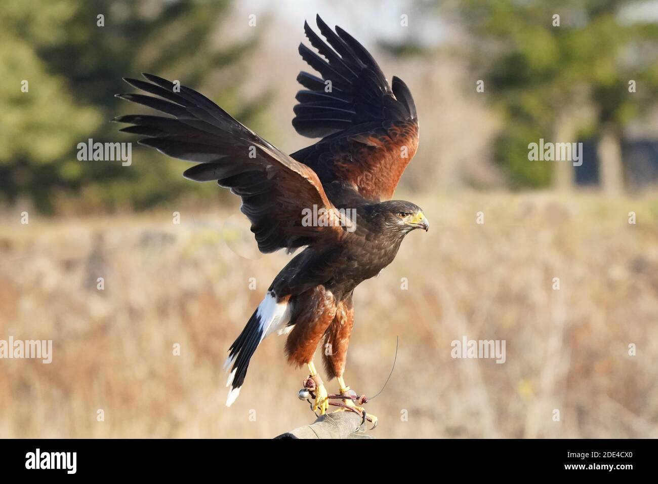 Harris hawk hunting group hi-res stock photography and images - Alamy