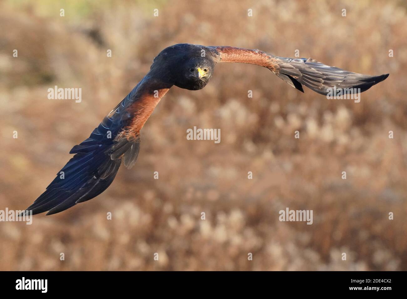 Harris hawk hunting group hi-res stock photography and images - Alamy