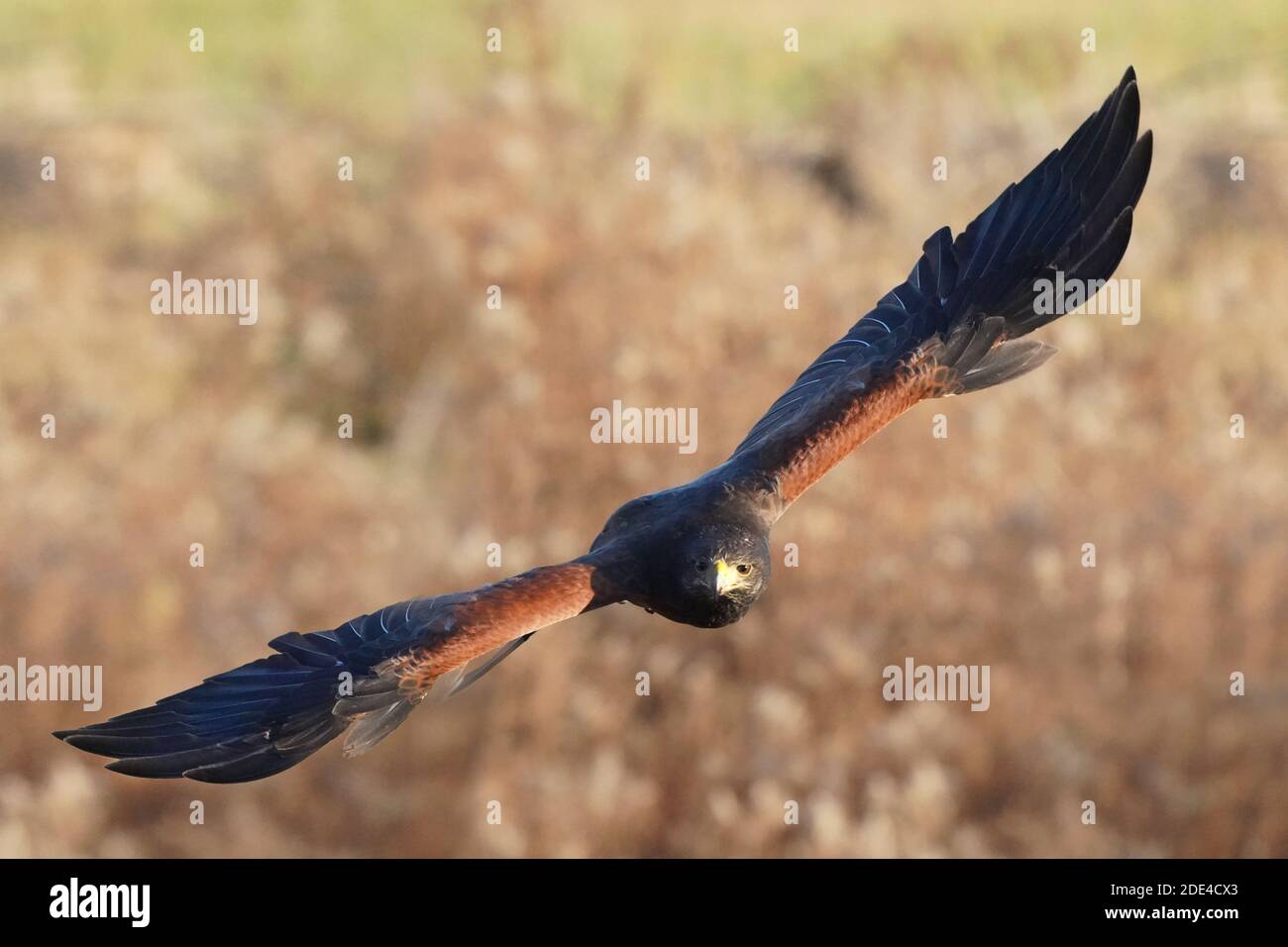 Harris Hawk taking off landing and flying Stock Photo - Alamy