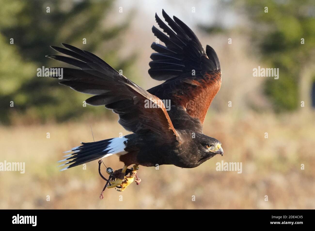 Harris Hawk taking off landing and flying Stock Photo - Alamy