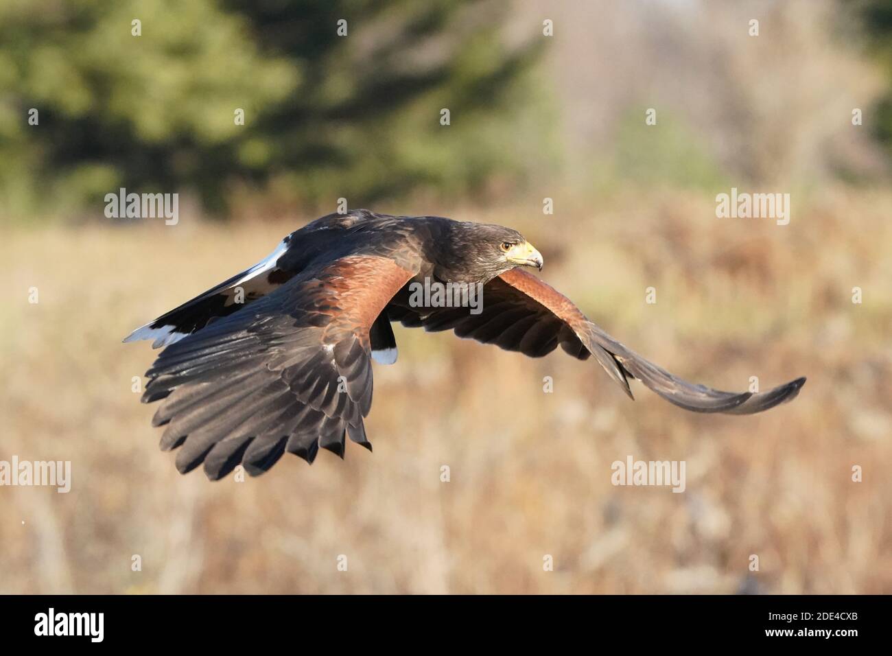 Harris Hawk taking off landing and flying Stock Photo - Alamy