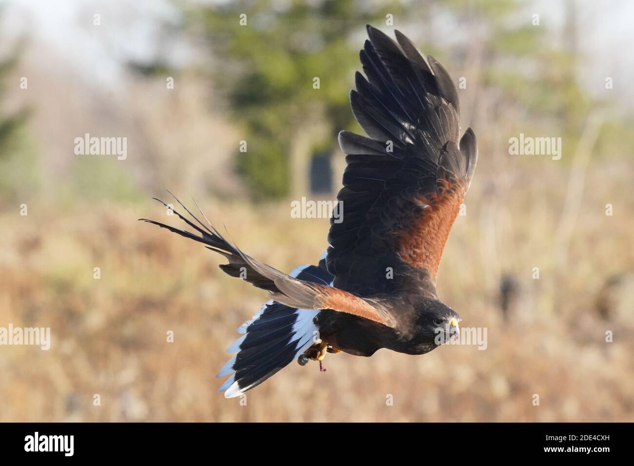 Harris Hawk taking off landing and flying Stock Photo - Alamy