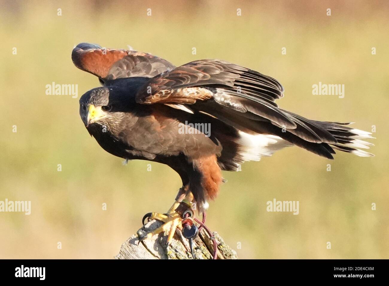 Harris hawk hunting group hi-res stock photography and images - Alamy