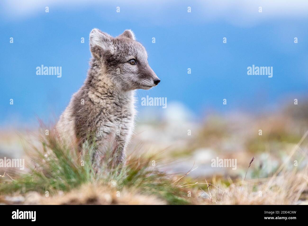 Young arctic fox (Vulpes lagopus), Dovrefjell-Sunndalsfjella National ...