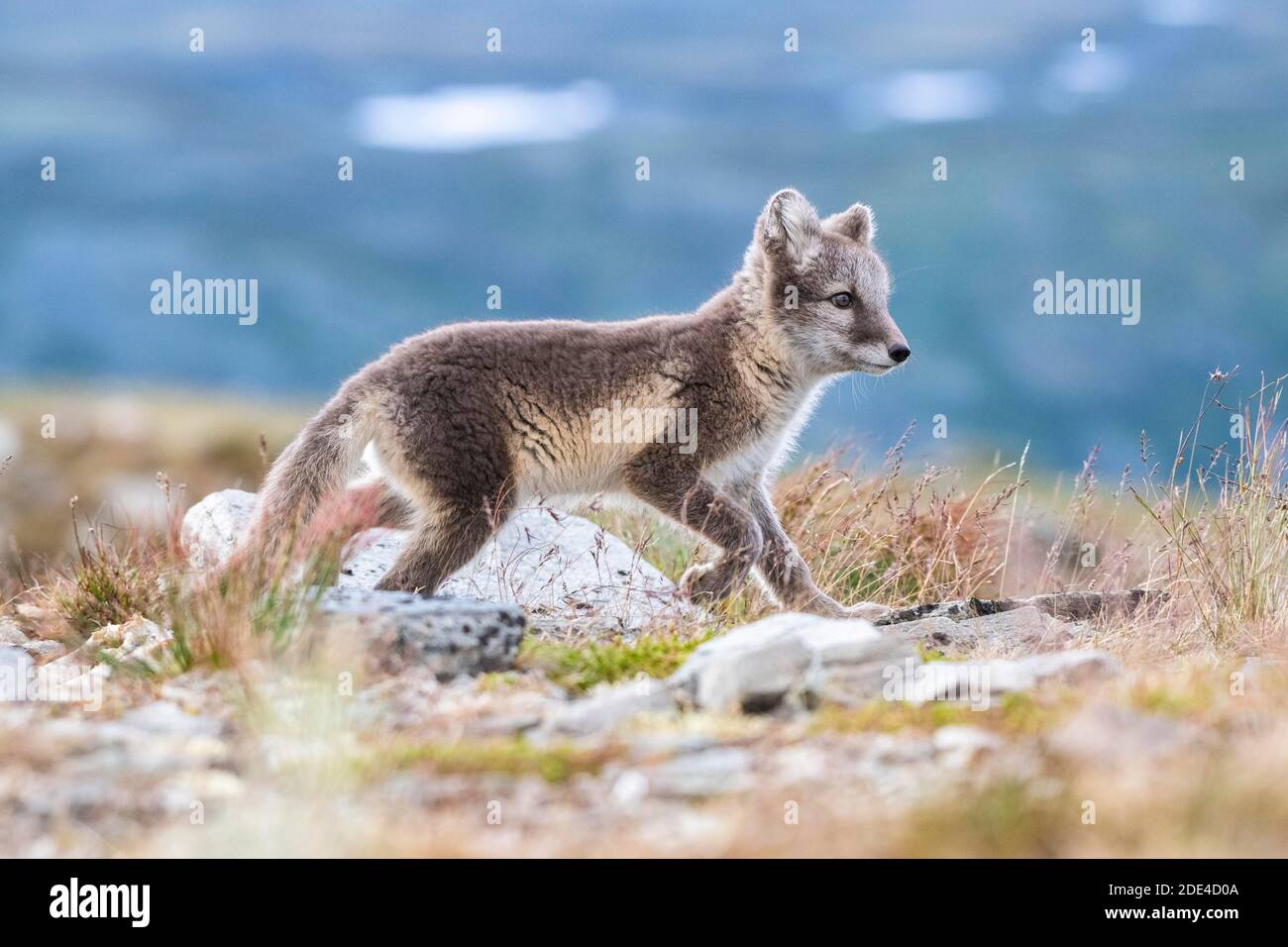 Young arctic fox (Vulpes lagopus), Dovrefjell-Sunndalsfjella National ...