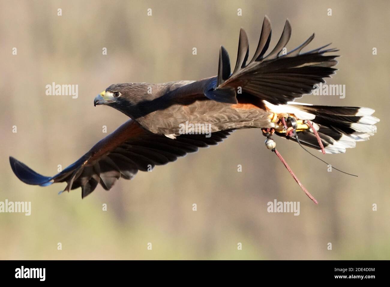 Harris Hawk taking off landing and flying Stock Photo - Alamy