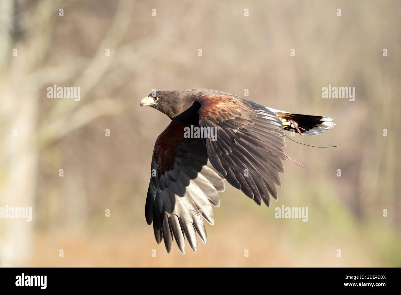 Harris Hawk taking off landing and flying Stock Photo - Alamy
