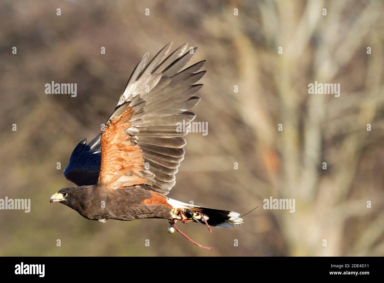 Harris hawk hunting group hi-res stock photography and images - Alamy