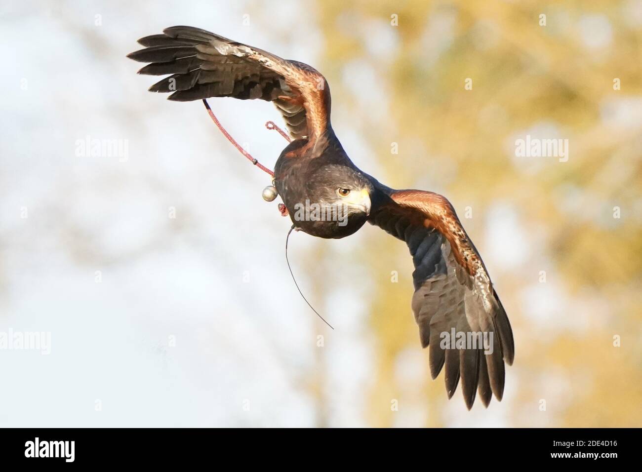 Harris Hawk taking off landing and flying Stock Photo - Alamy