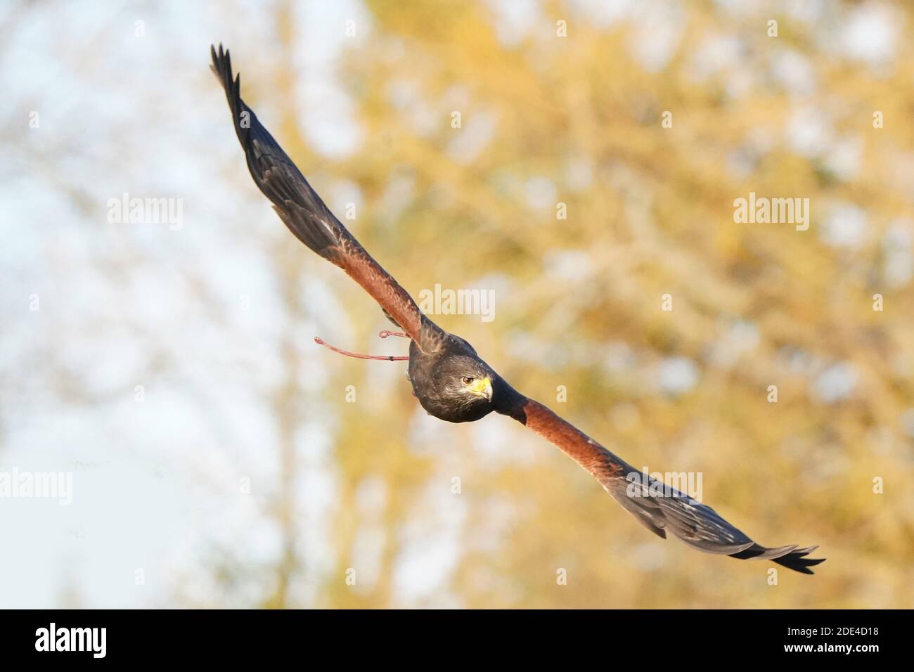 Harris Hawk taking off landing and flying Stock Photo - Alamy