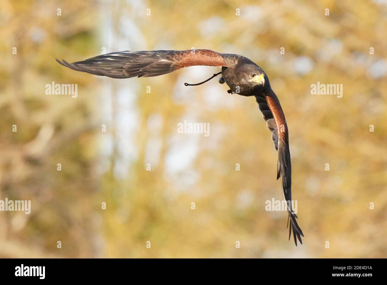 Harris Hawk taking off landing and flying Stock Photo - Alamy