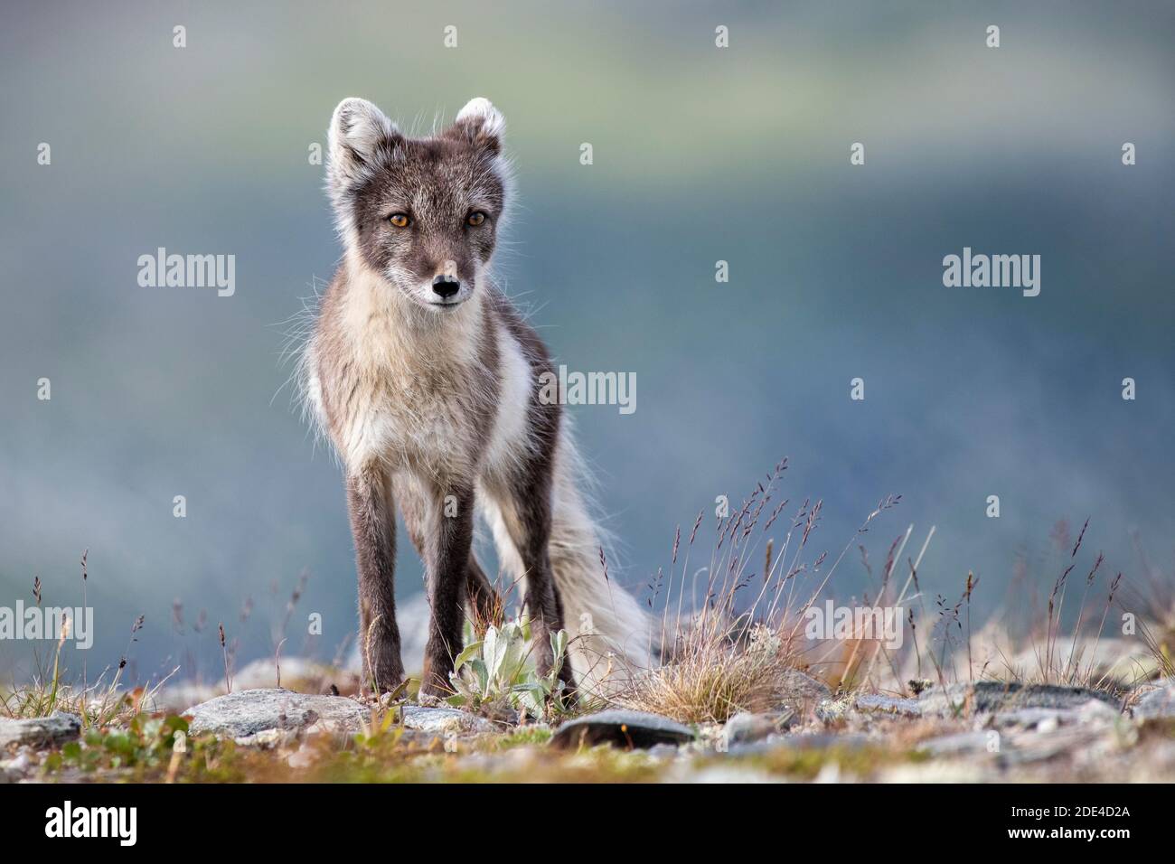 Arctic fox (Vulpes lagopus), Dovrefjell-Sunndalsfjella National Park ...