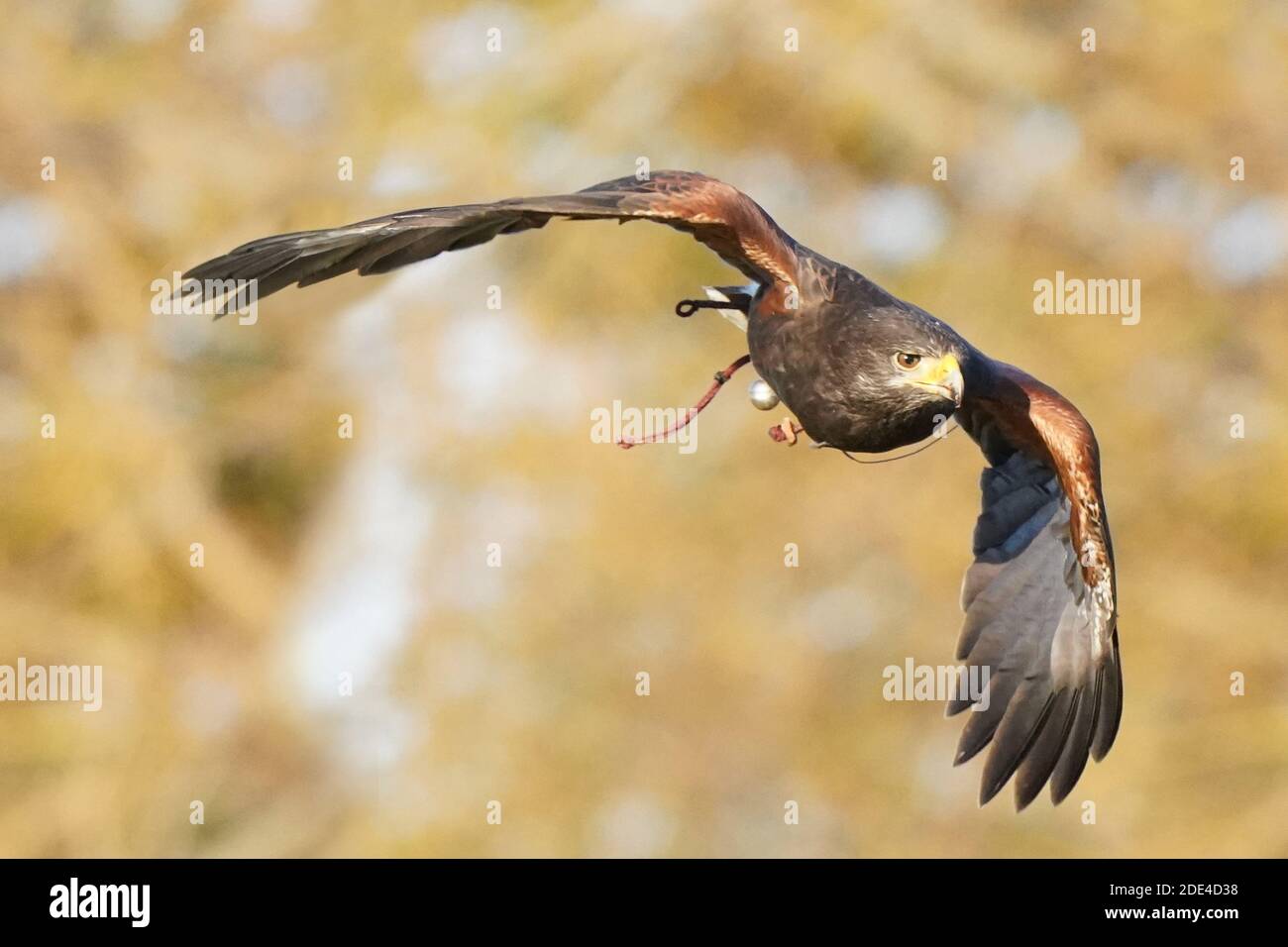 Harris Hawk taking off landing and flying Stock Photo - Alamy