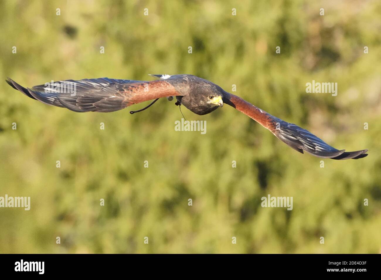 Harris Hawk taking off landing and flying Stock Photo - Alamy