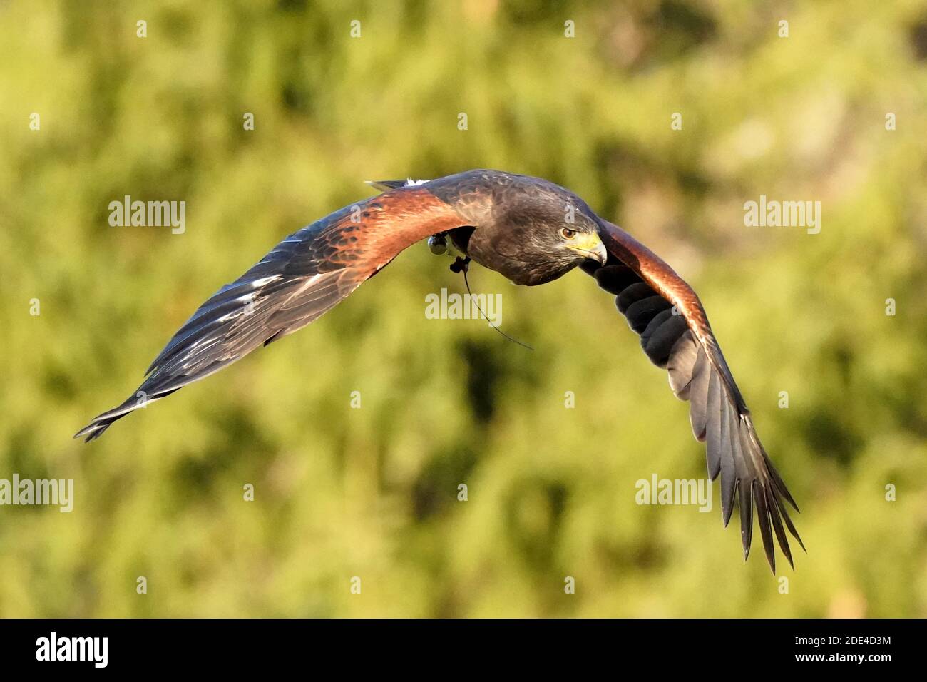 Harris Hawk taking off landing and flying Stock Photo - Alamy