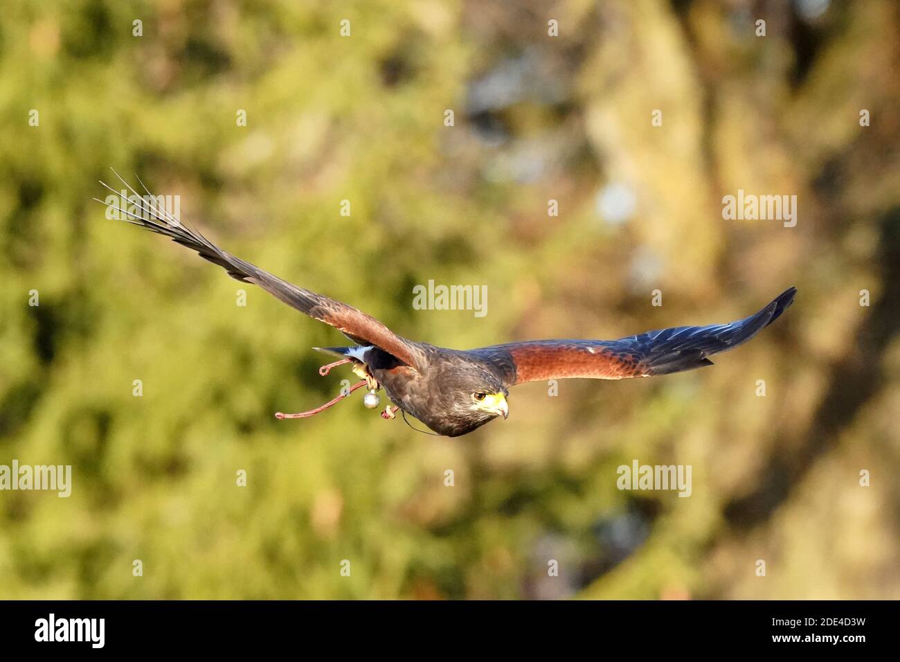 Harris Hawk taking off landing and flying Stock Photo - Alamy