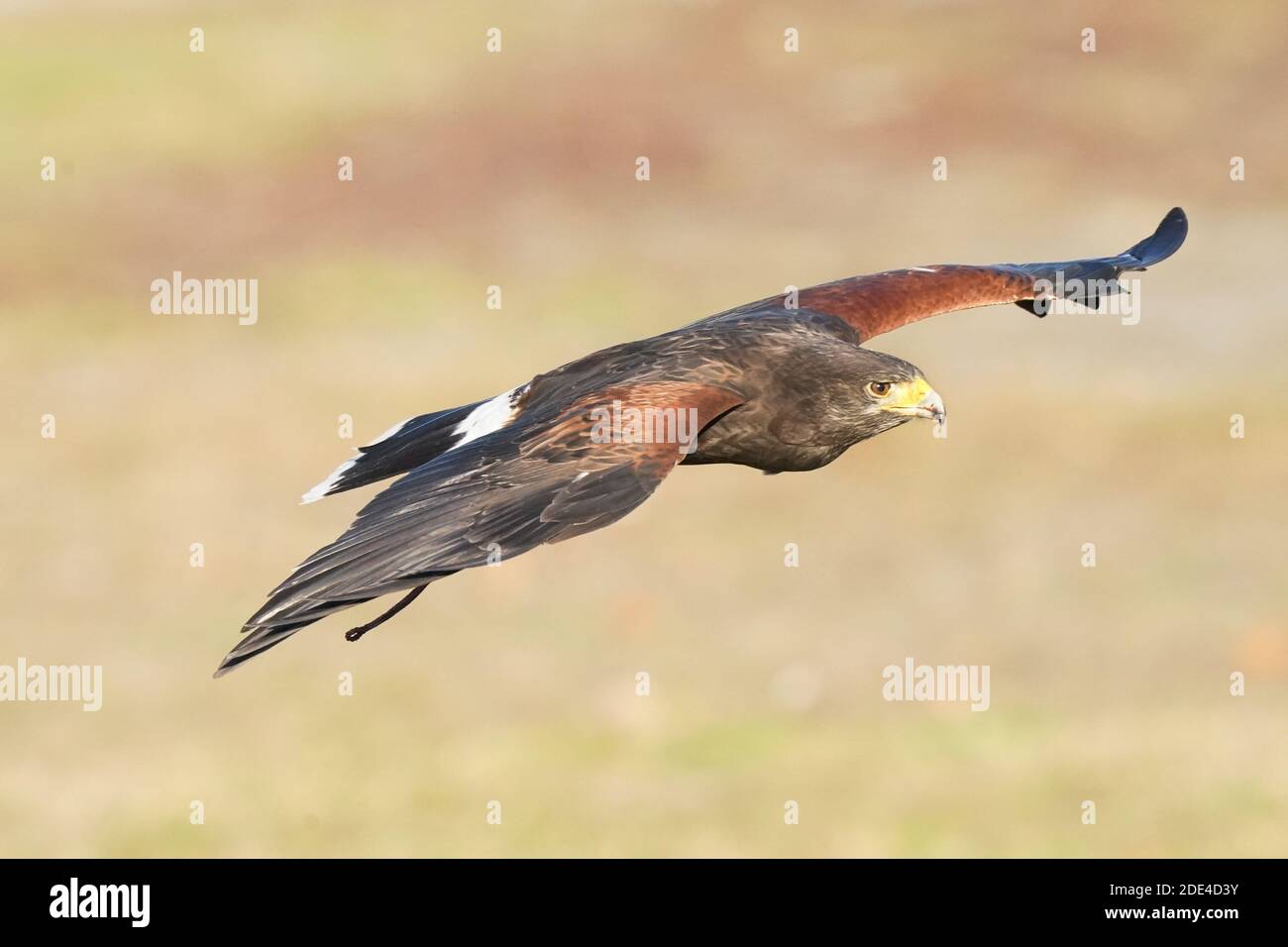 Harris Hawk taking off landing and flying Stock Photo - Alamy