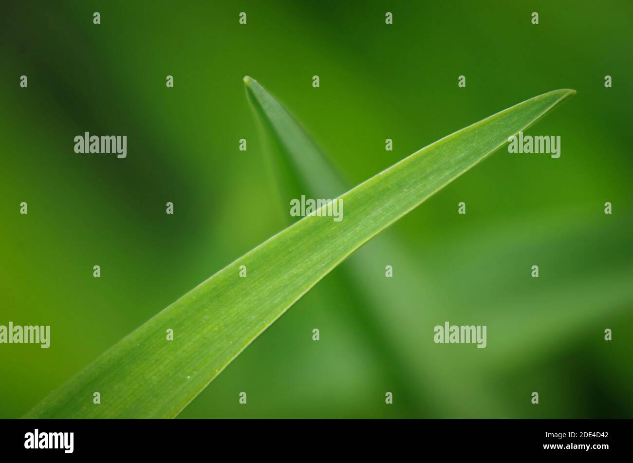 Green Leaf Blade Stock Photo - Alamy