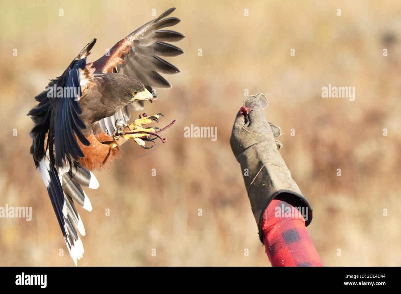 Harris Hawk taking off landing and flying Stock Photo - Alamy
