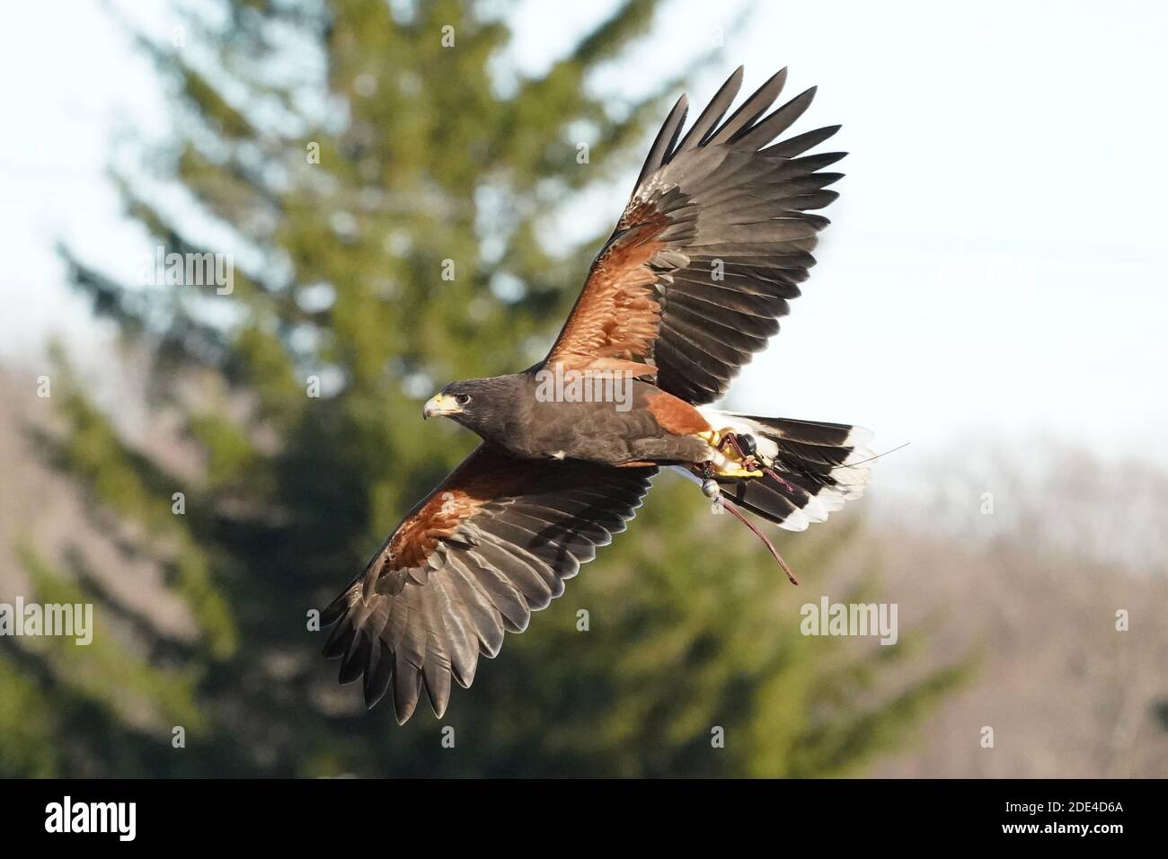 Hawk in flight Stock Photo - Alamy