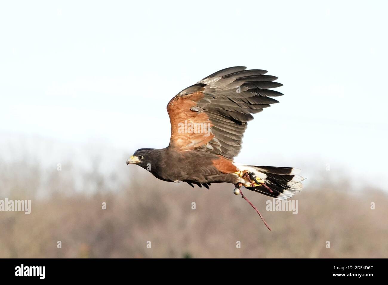 Harris hawk landed on camera hi-res stock photography and images - Alamy