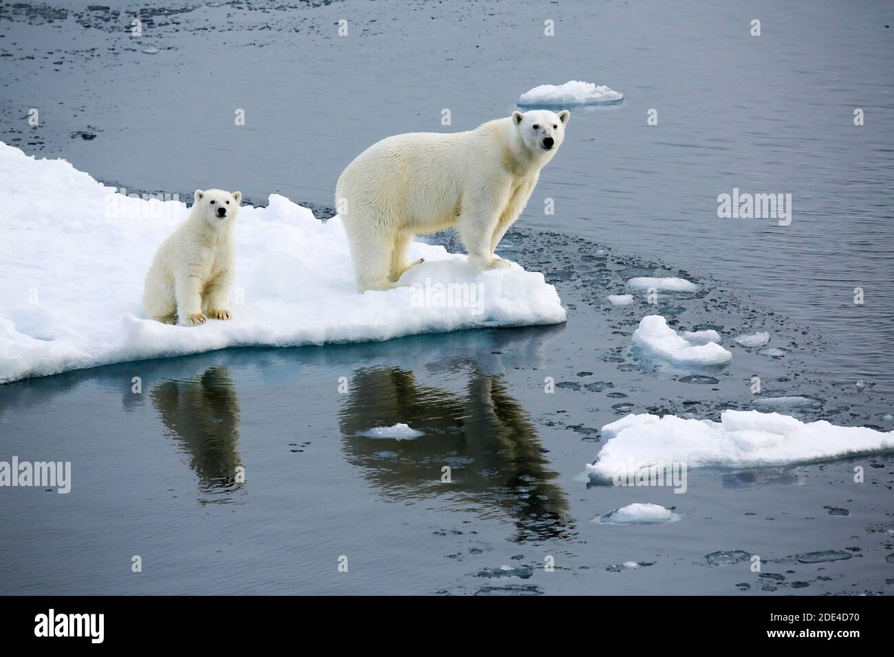 Polar bear with baby on ice floe, East coast Greenland, Denmark Stock ...