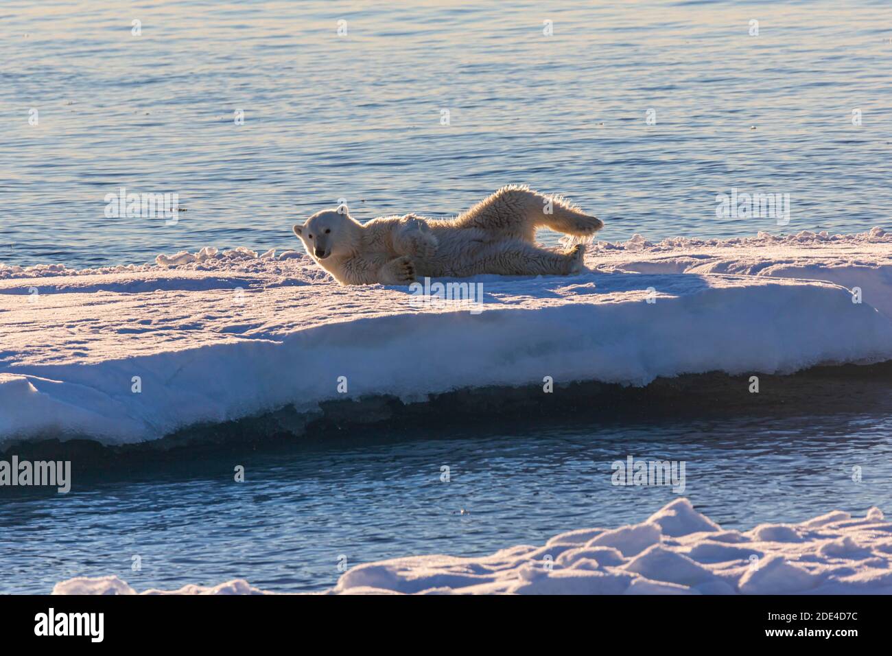 Polar bear on ice floe, rolling, east coast Greenland, Denmark Stock ...