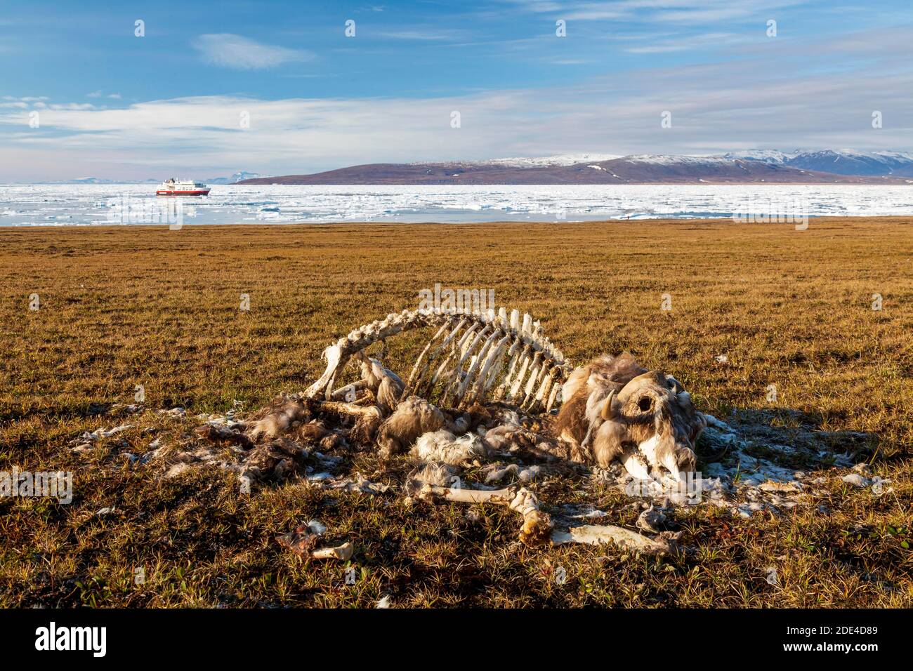 Skeleton of a musk ox, in the Hitnergrund cruise ship, east coast of ...