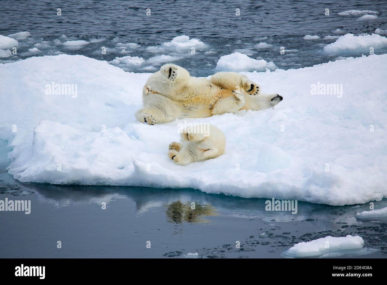 Polar bear with baby on ice floe, East coast Greenland, Denmark Stock ...