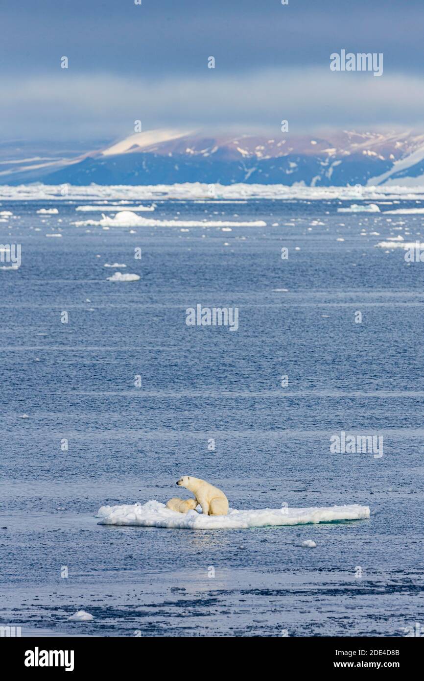 Polar bear with baby on ice floe, East coast Greenland, Denmark Stock ...