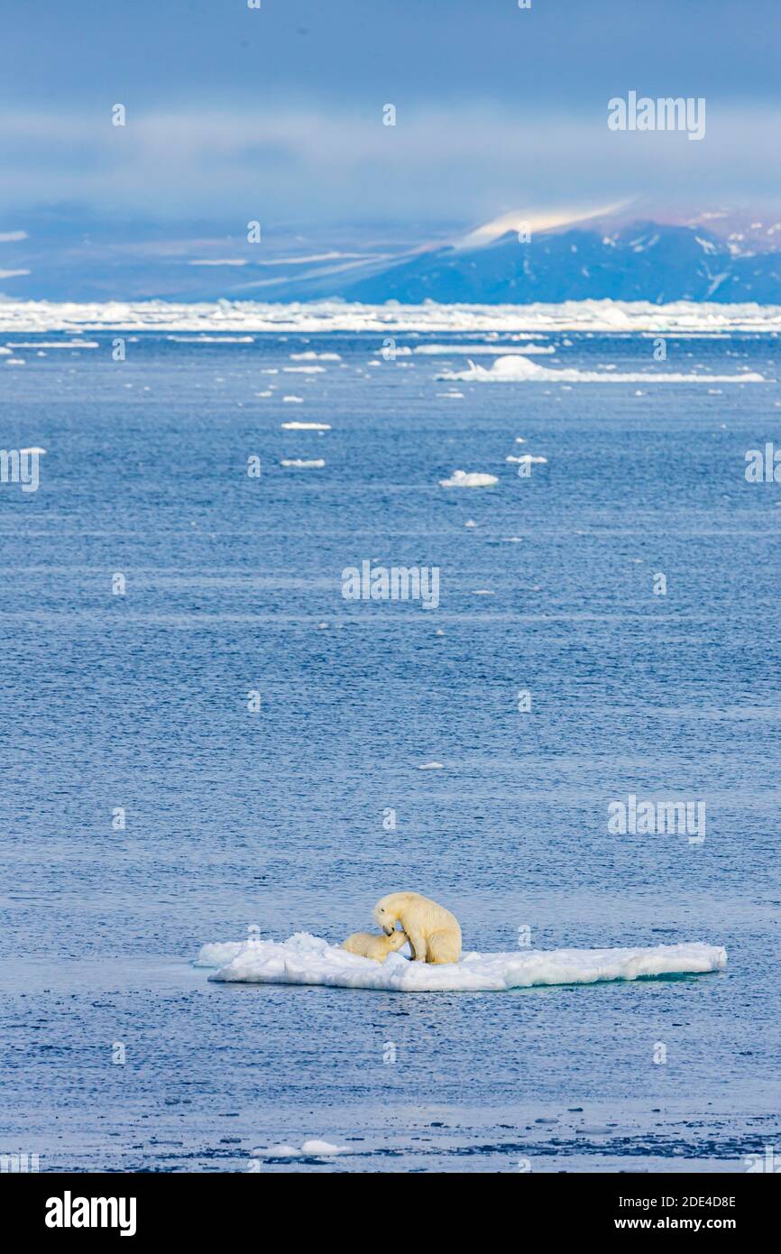 Polar bear with baby on ice floe, East coast Greenland, Denmark Stock ...