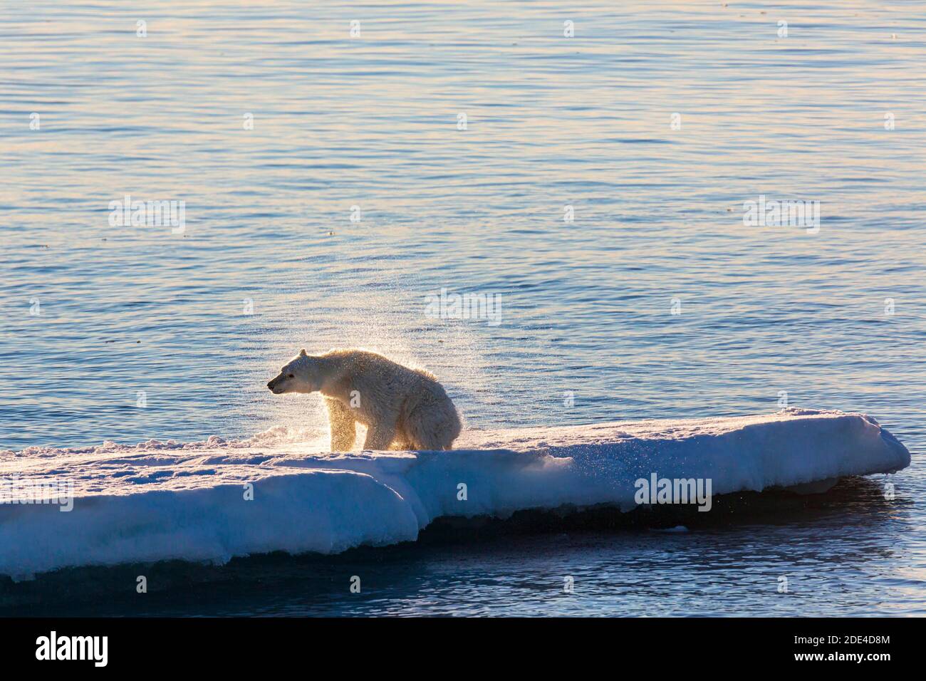 Polar bear on ice floe, shaking, back light, east coast Greenland ...