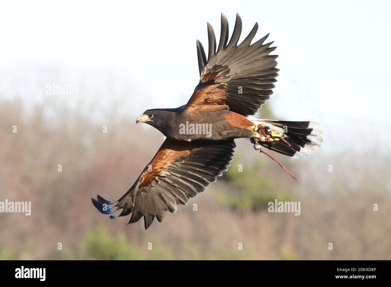 Harris hawk landed on camera hi-res stock photography and images - Alamy