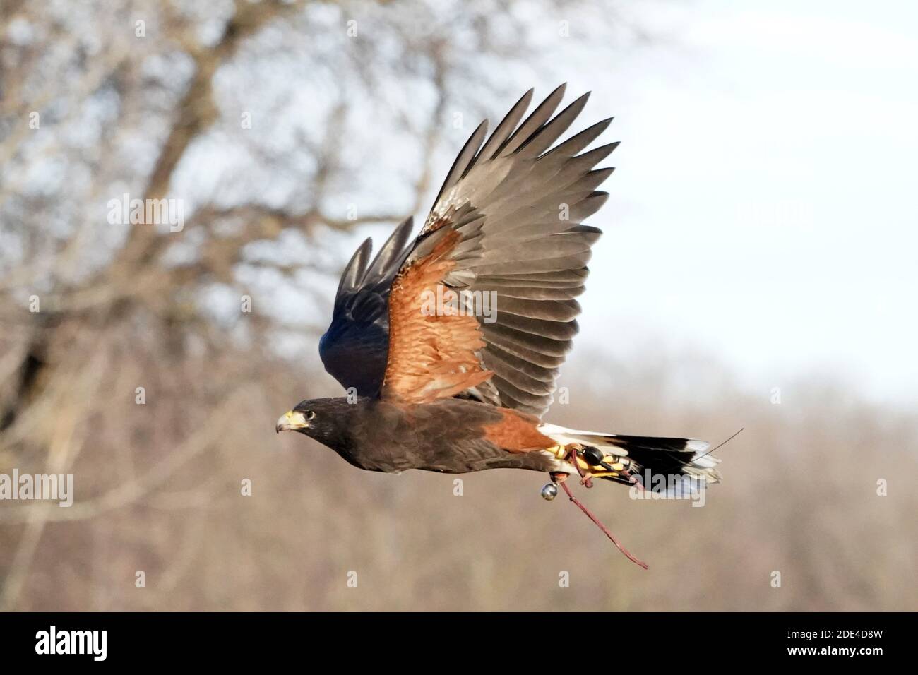 Grabbing around neck hi-res stock photography and images - Alamy