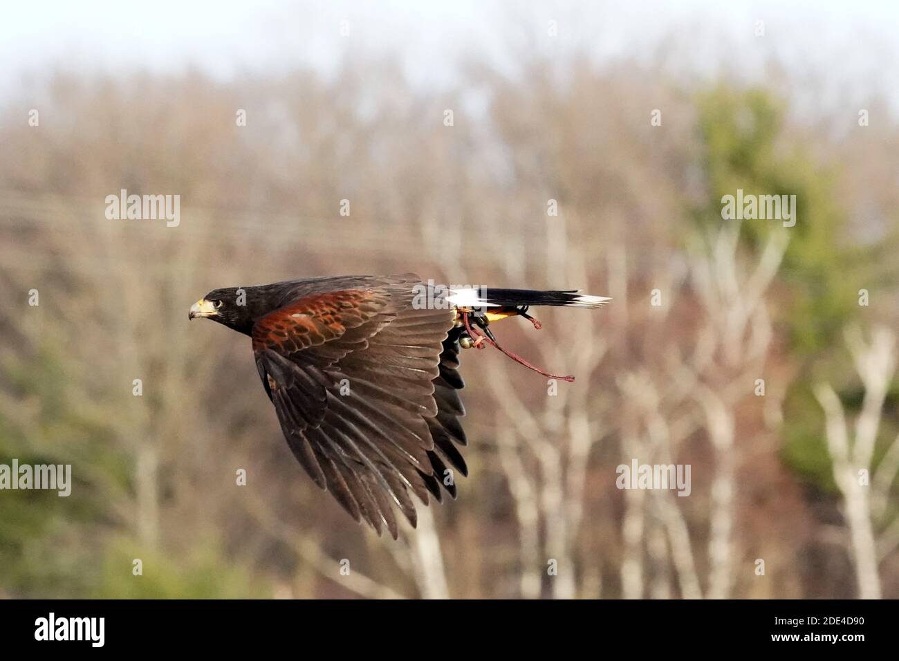Hawk in flight Stock Photo - Alamy