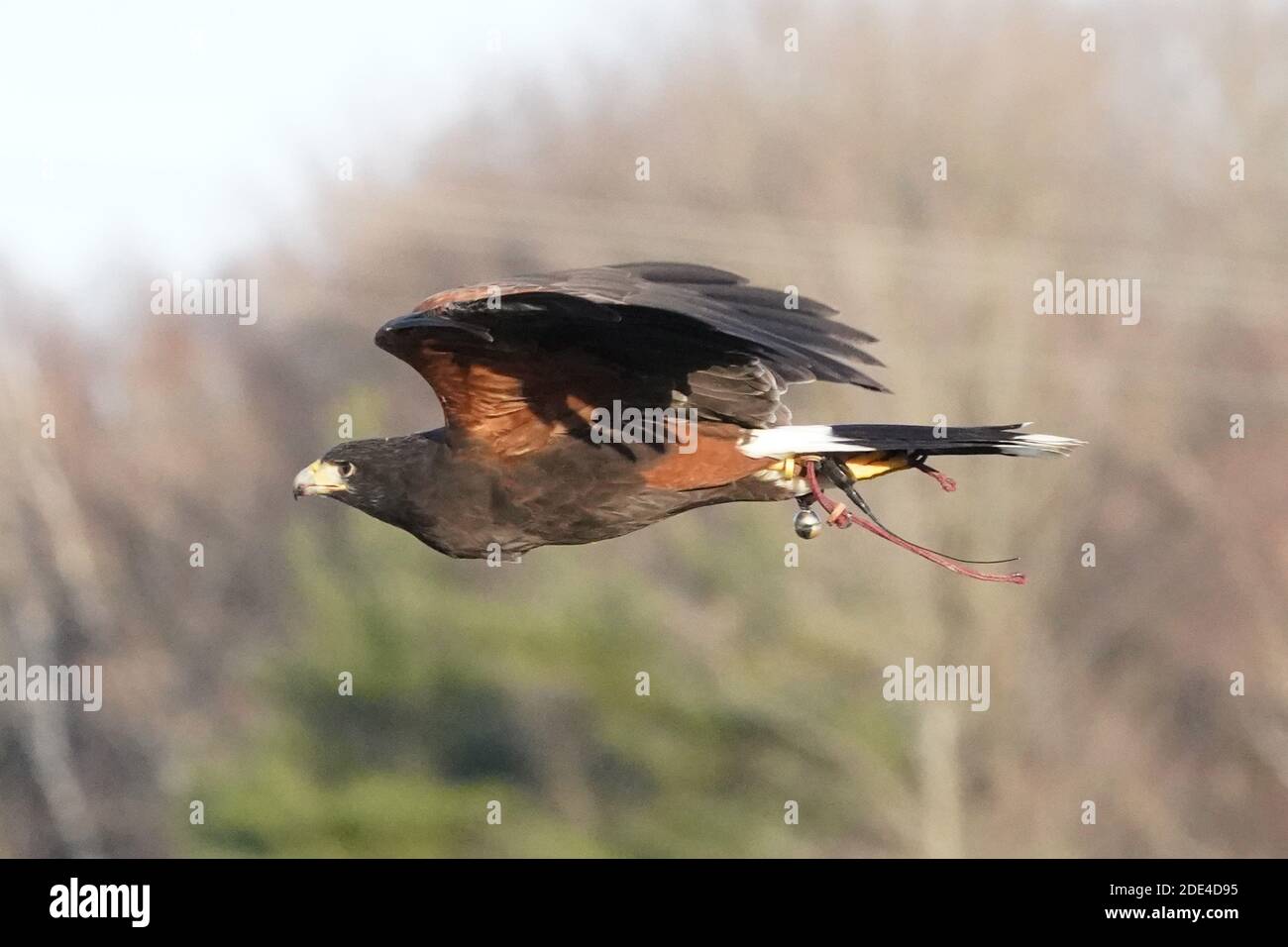 Hawk in flight Stock Photo - Alamy