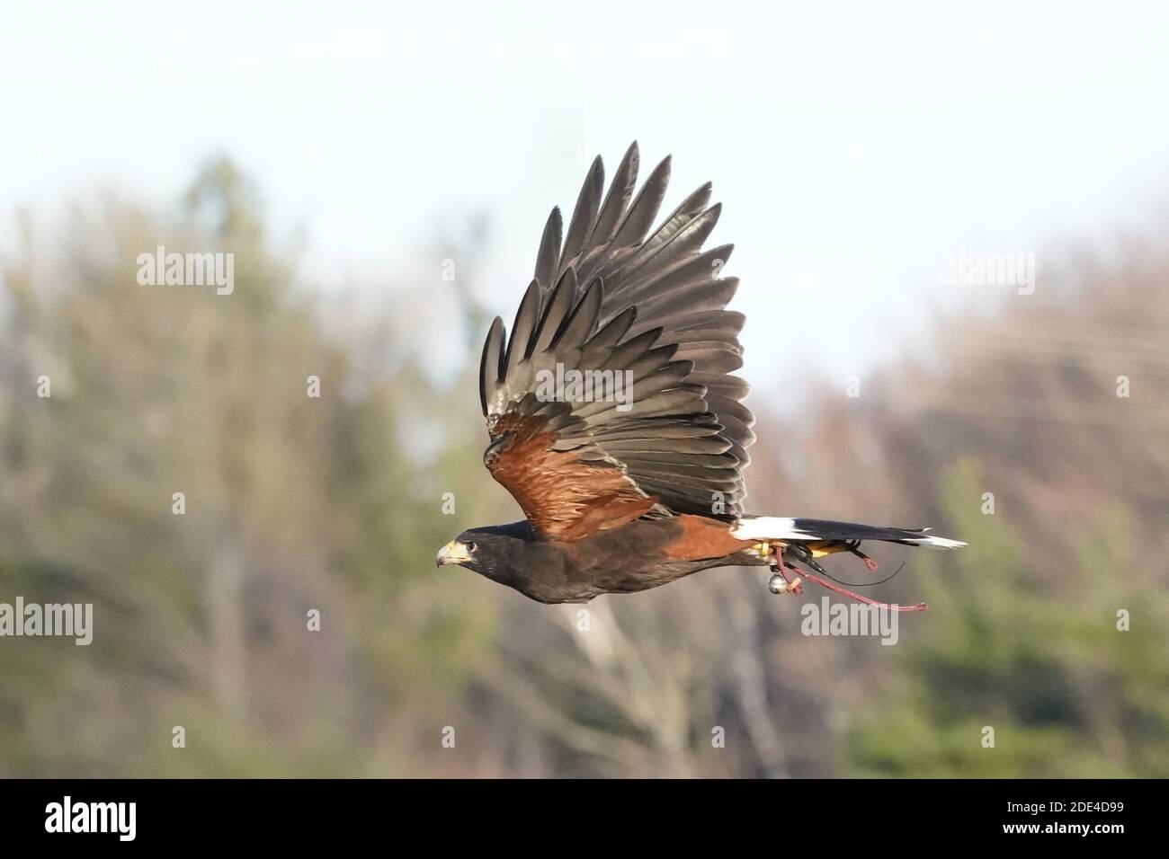 Hawk in flight Stock Photo - Alamy