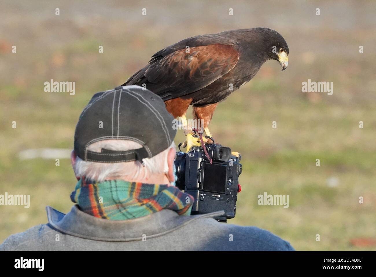 Hawk in flight Stock Photo - Alamy