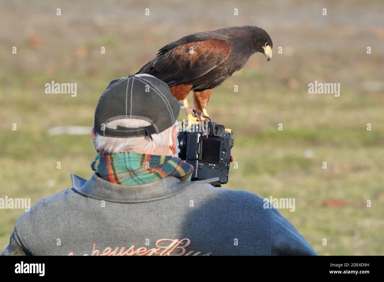 Hawk in flight Stock Photo - Alamy