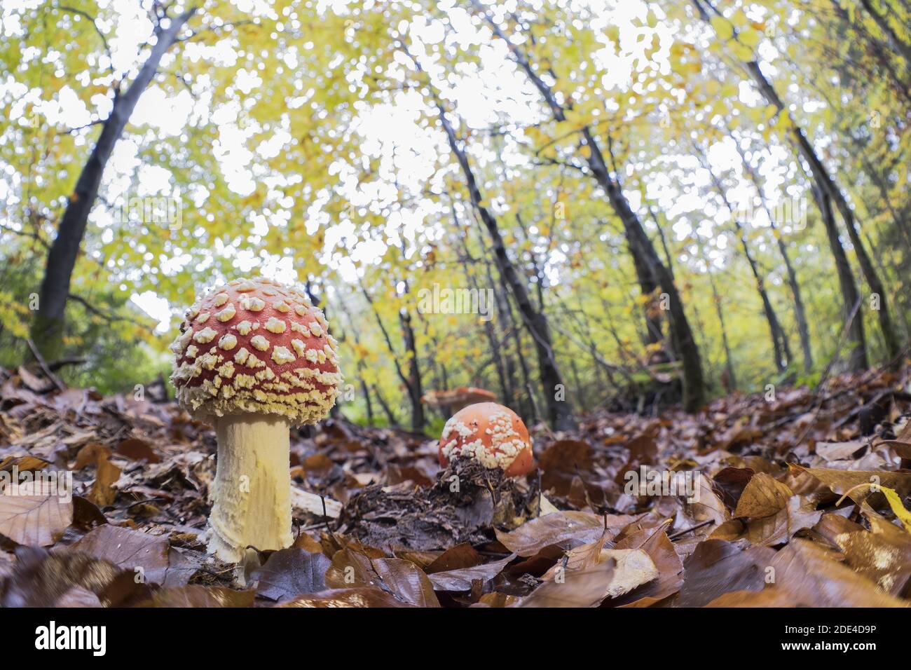 Toadstools (Amanita muscaria), Hesse, Germany Stock Photo - Alamy