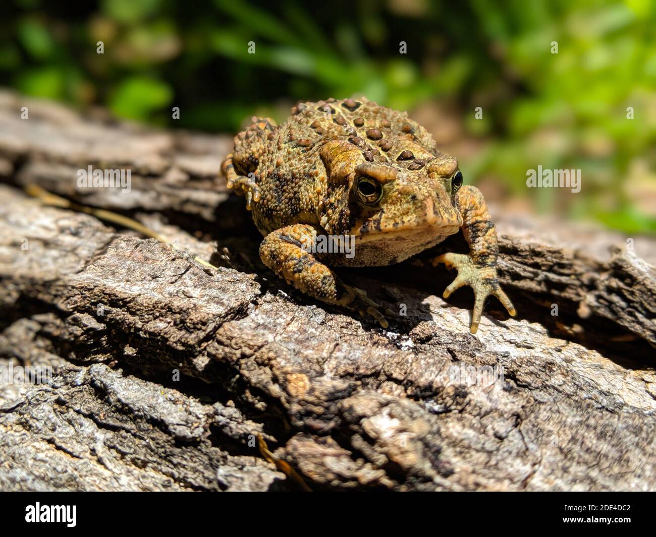 Toad macro portrait hi-res stock photography and images - Alamy
