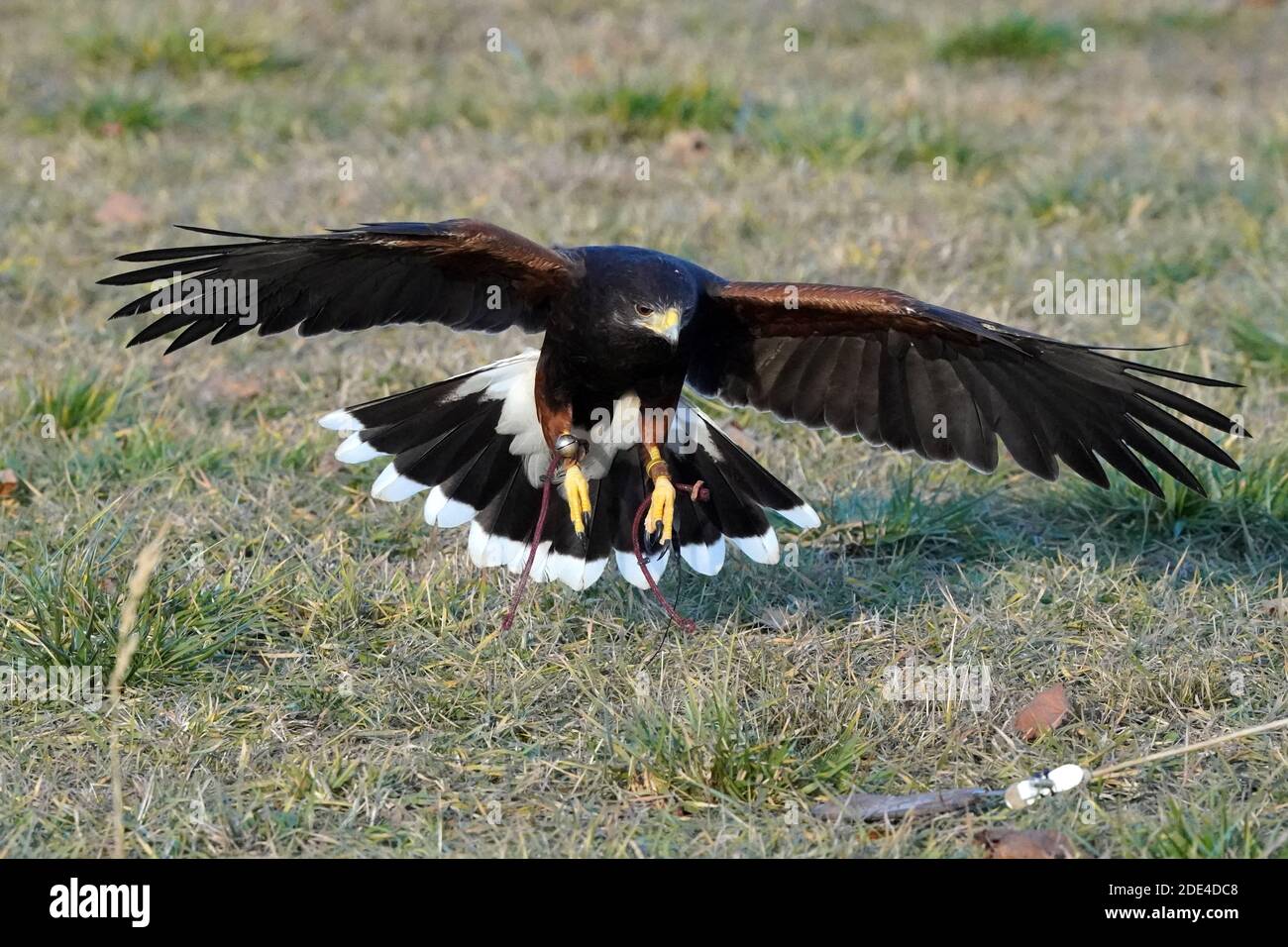 Hawk in flight Stock Photo - Alamy