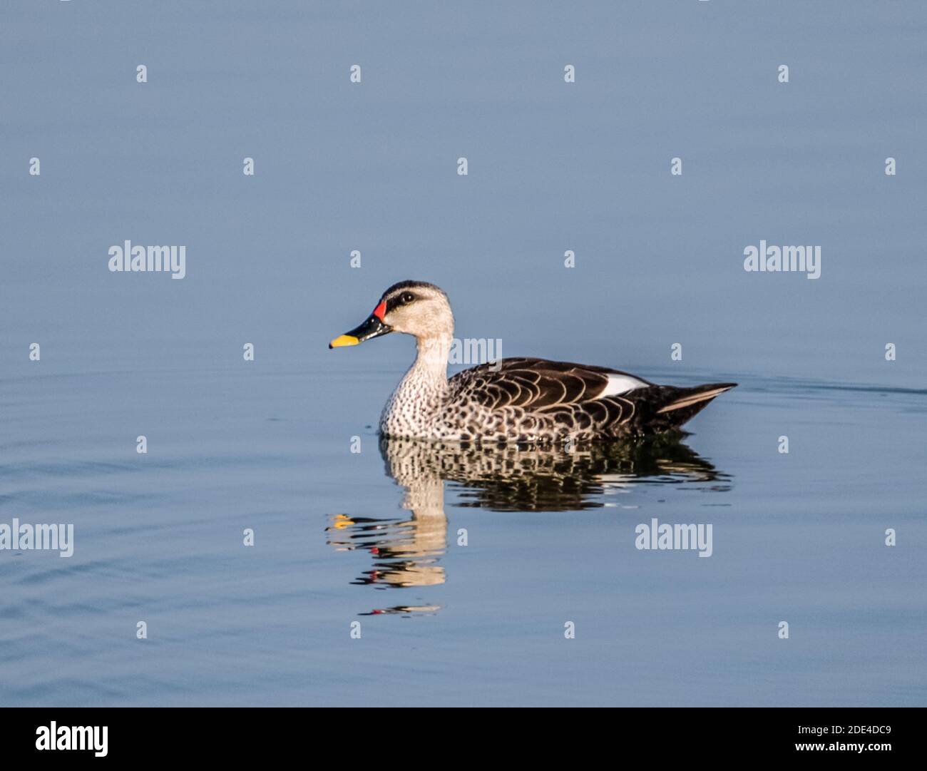 Spot billed duck swimming on the surface of water in lake Stock Photo ...
